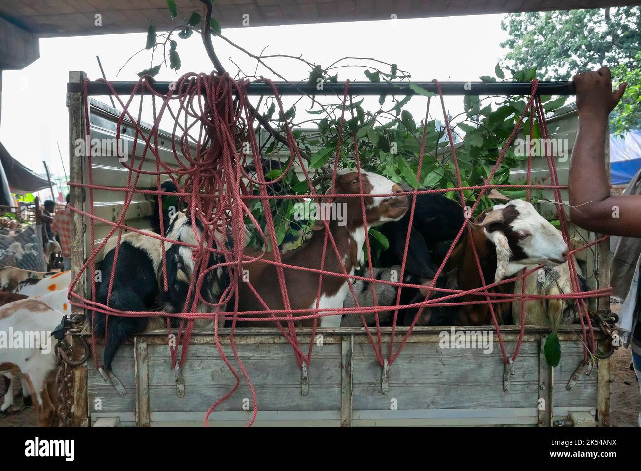 The indian goat van hi-res stock photography and images - Alamy