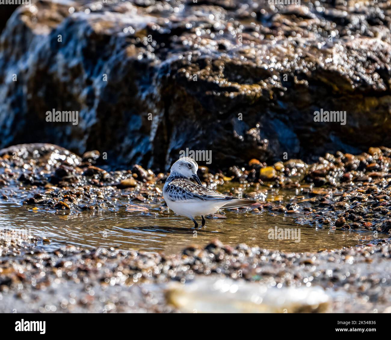 sandpiper bathing in puddle of water Stock Photo - Alamy