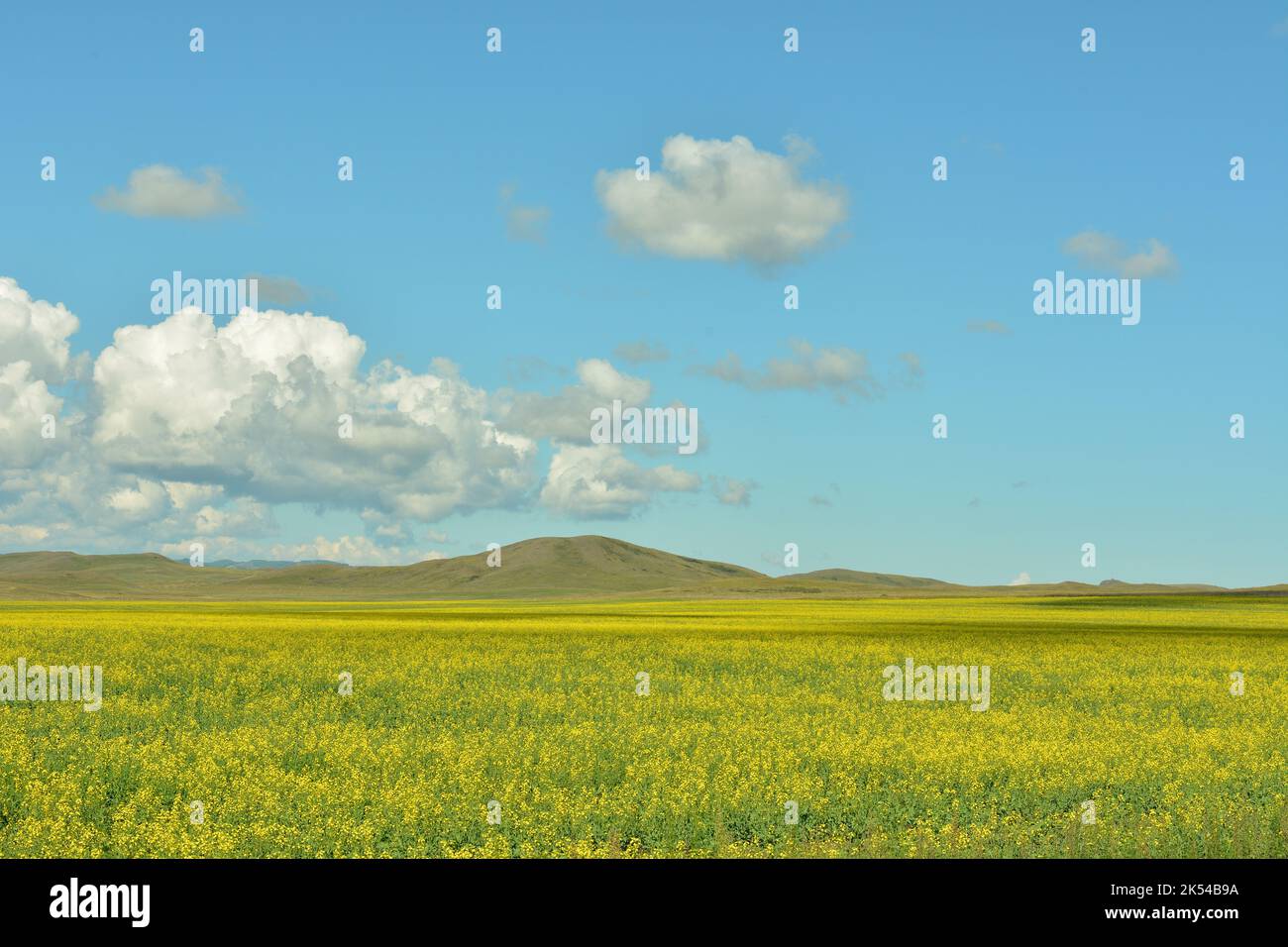 A field of blooming rapeseed in the endless steppe, with hills in the background under a summer ...