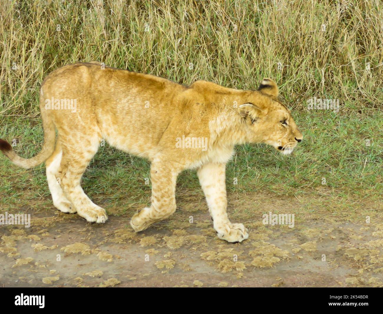 Lion on the Move, Serengeti National Park, Tanzania, East Africa Stock ...