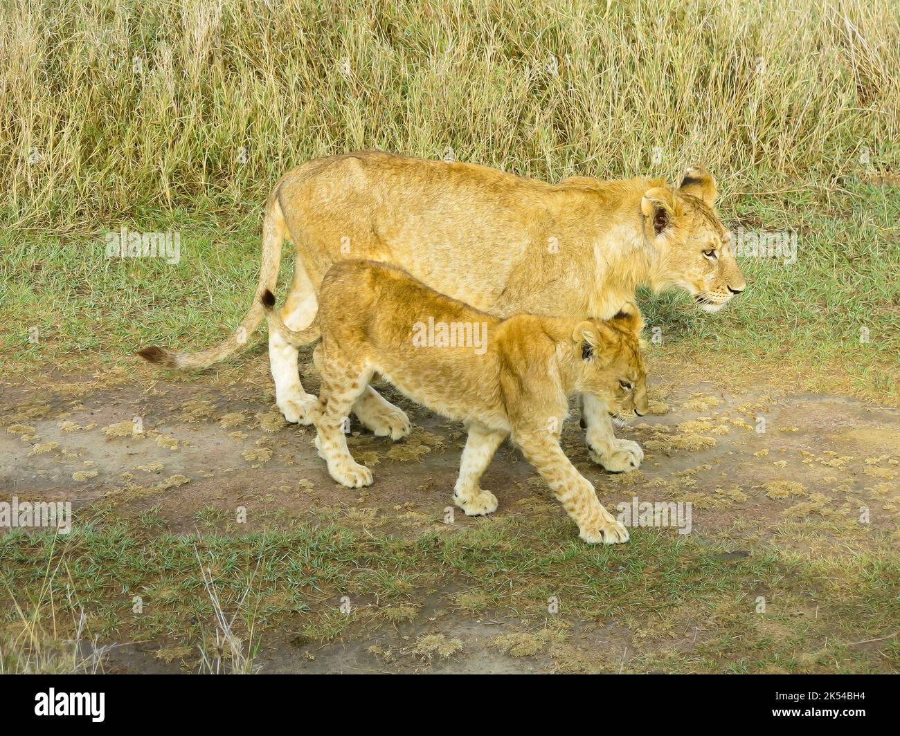 Lions on the Move, Serengeti National Park, Tanzania, East Africa Stock ...