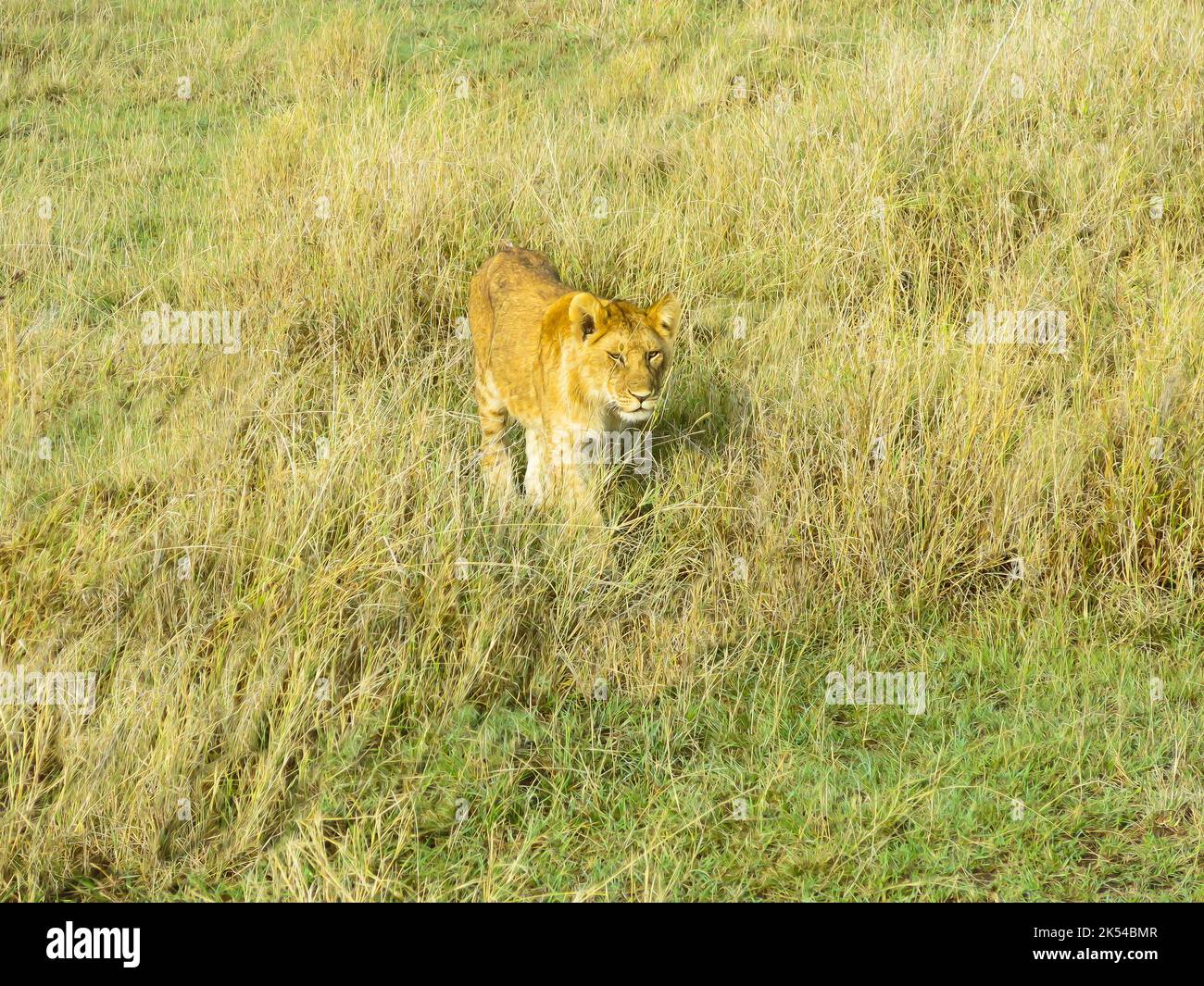 Lion on the Move, Serengeti National Park, Tanzania, East Africa Stock ...