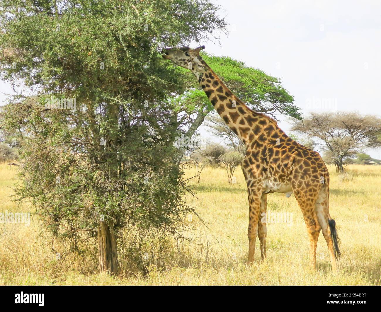 Giraffe at Side of Tree, Serengeti National Park, Tanzania, East Africa ...