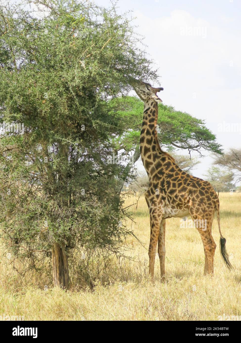 Wildlife movement patterns hi-res stock photography and images - Alamy