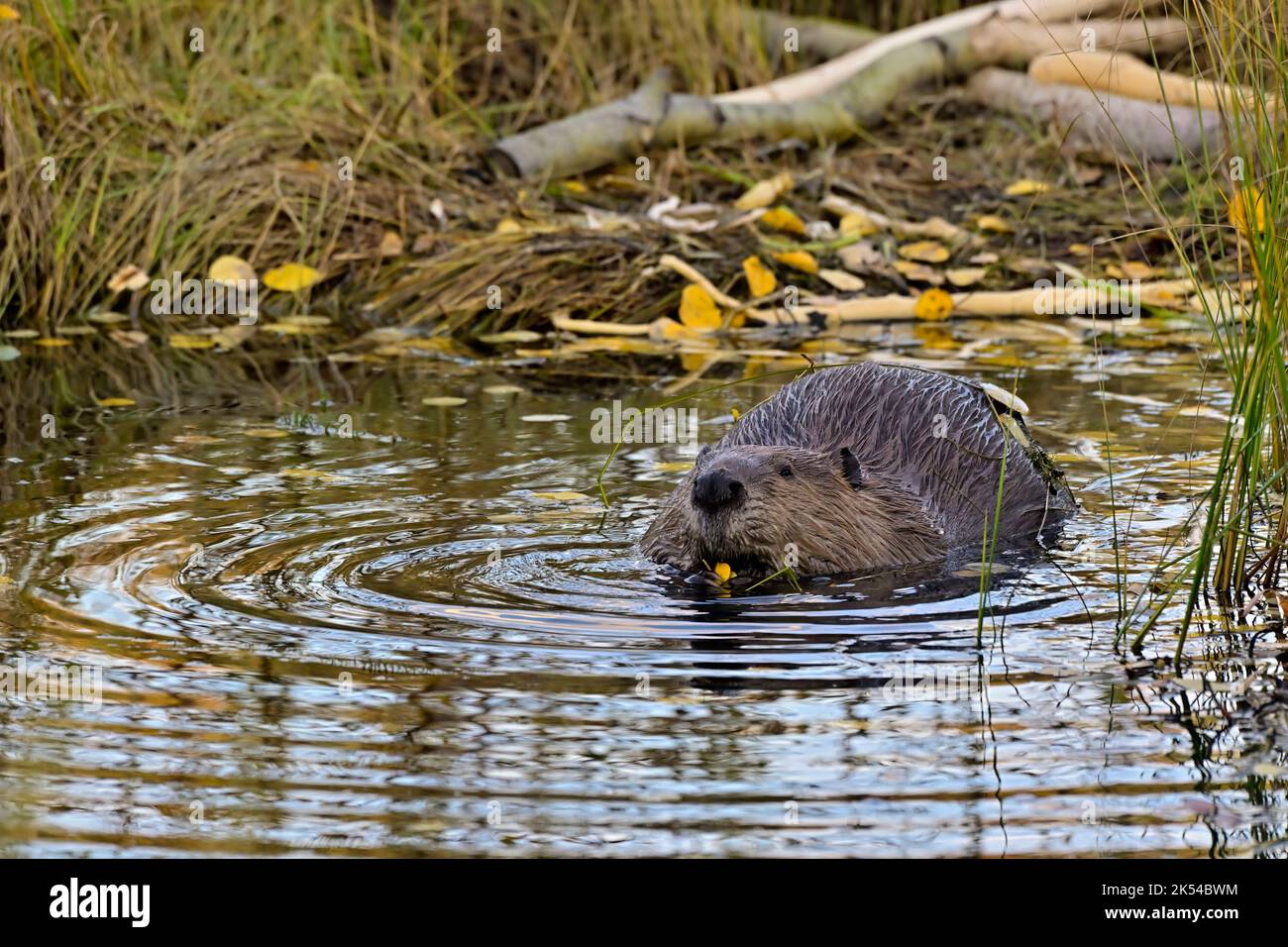 An adult beaver "Castor canadensis" feeding on some aspen leaves in ...