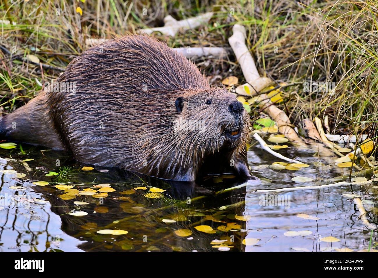 A Canadian Beaver "Castor canadensis", looking up from eating bark from ...
