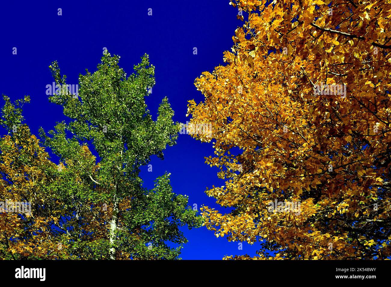 Aspen trees with thier leaves turning the bright colors of autumnin ...