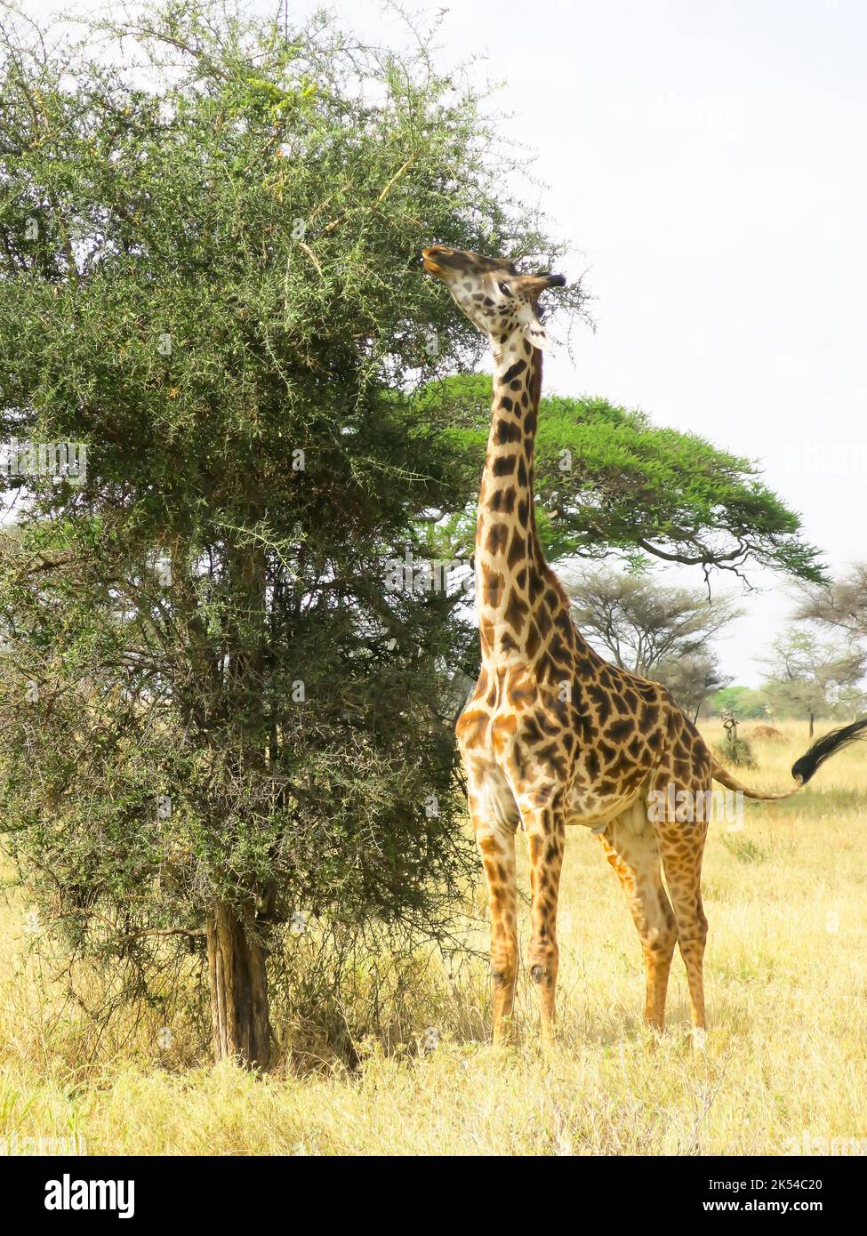 Giraffe observation hi-res stock photography and images - Alamy