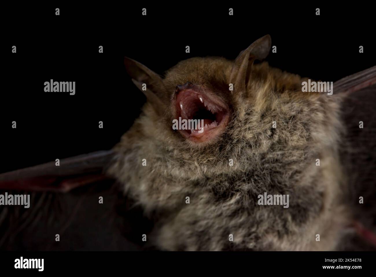 Bat catching butterfly hi-res stock photography and images - Alamy
