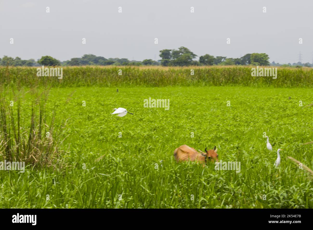 Indian cow grass hi-res stock photography and images - Alamy