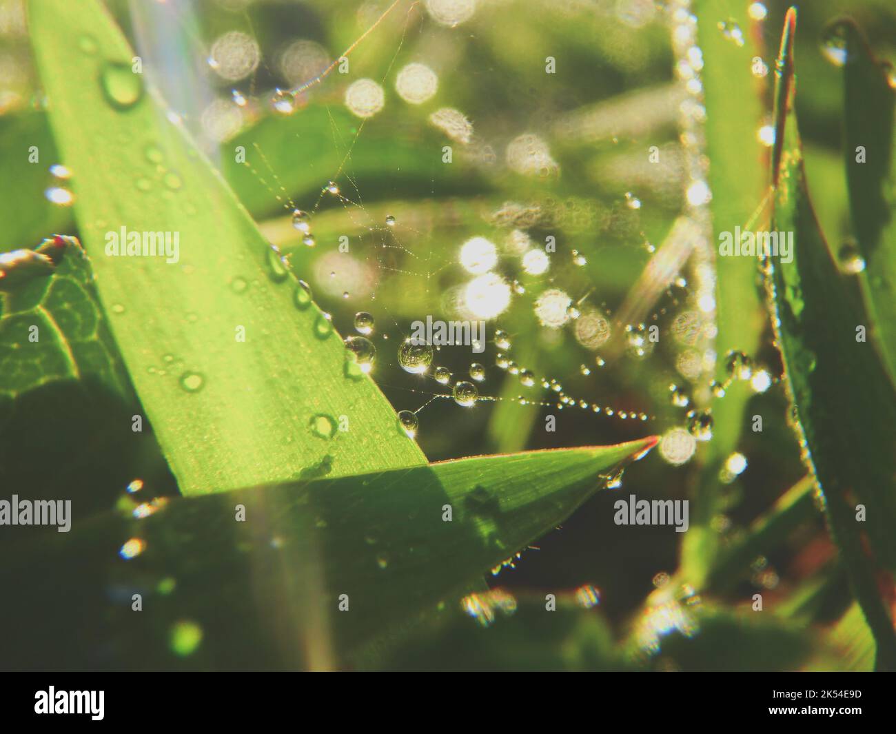 Morning dew drop on the grass, make the grass looks so fresh Stock ...