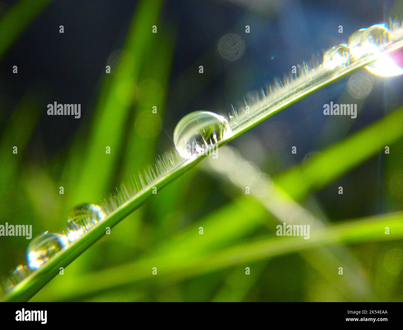 Morning Dew drop on the green grass, looks so fresh Stock Photo - Alamy