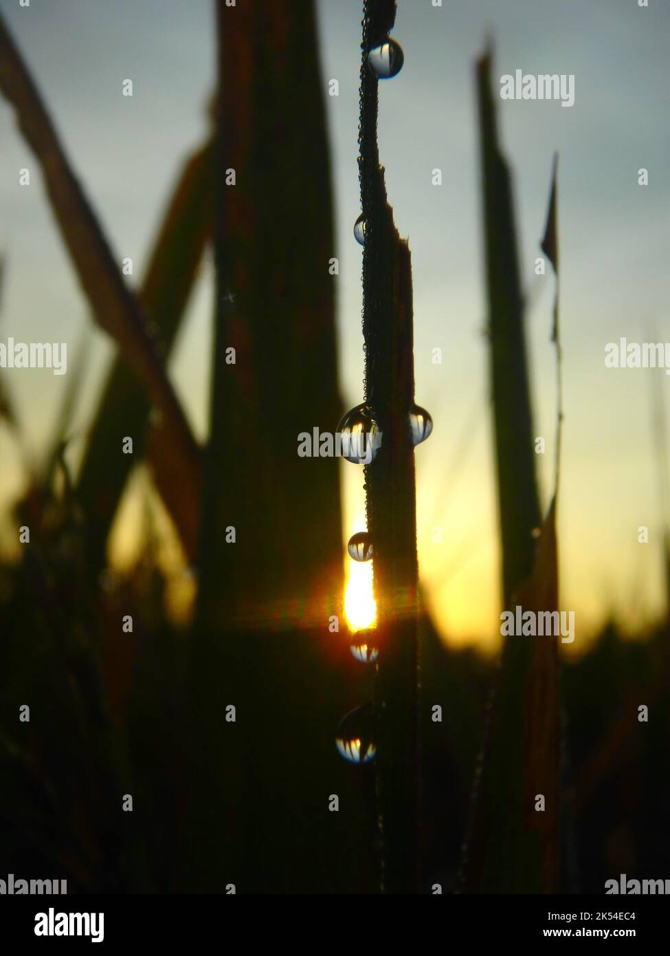 Morning Dew and the sunrise Stock Photo - Alamy
