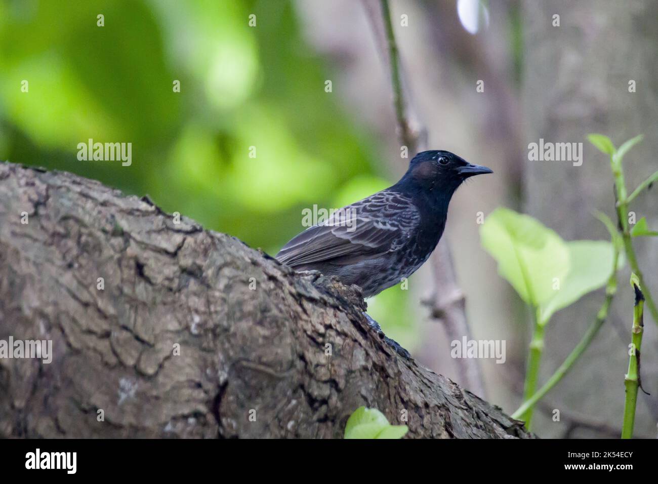 A red vented bulbul sitting on a tree branch. It is a resident breeder ...