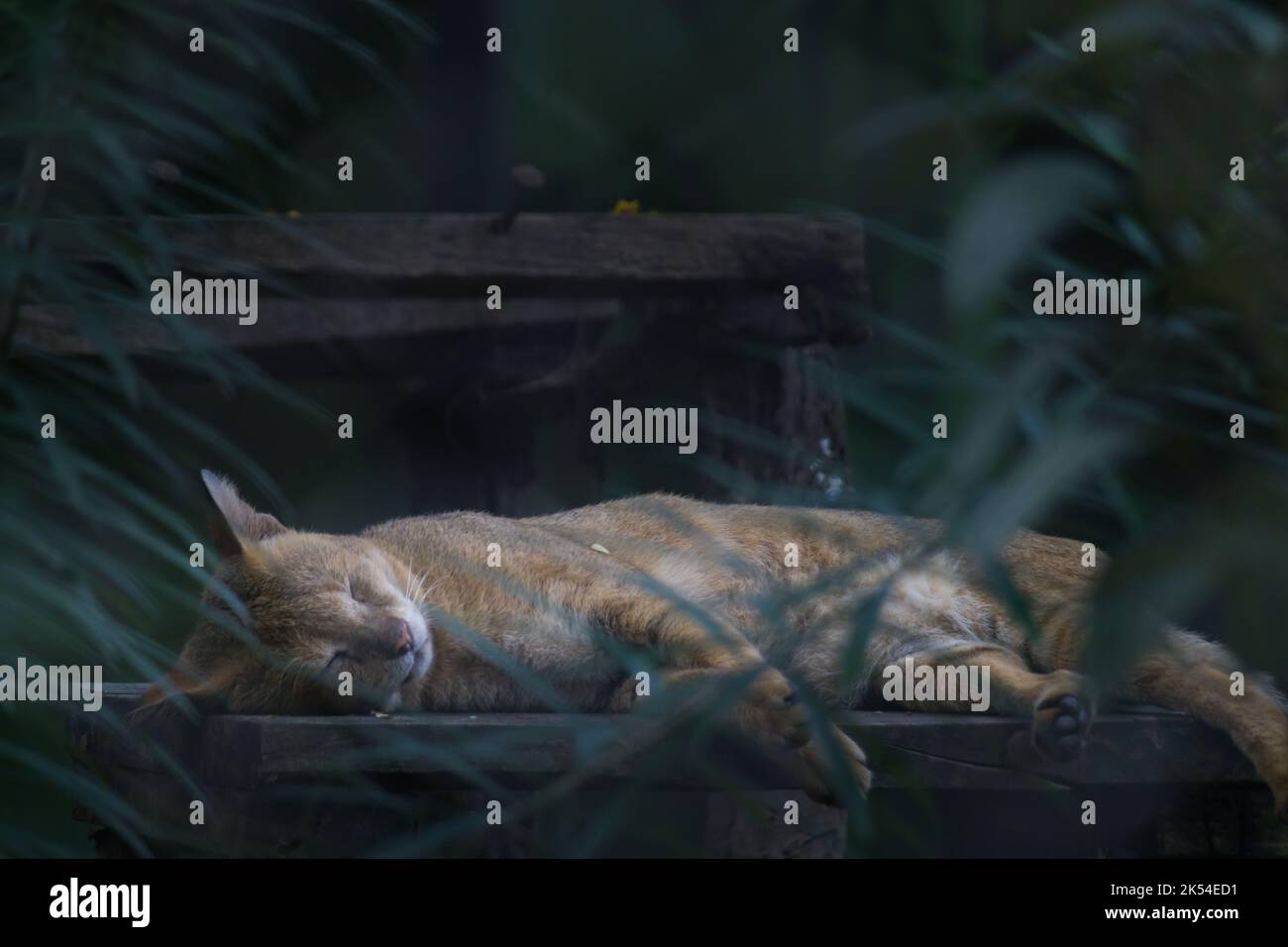 Fluffy cat sleeping peacefully on hi-res stock photography and images ...