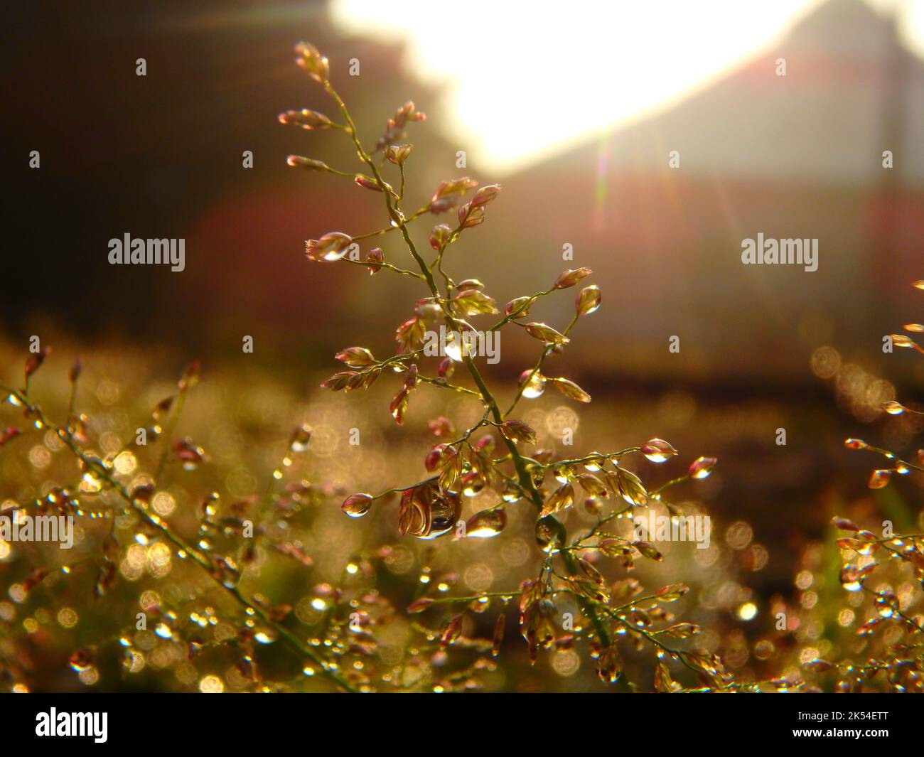 Shining drop hi-res stock photography and images - Alamy