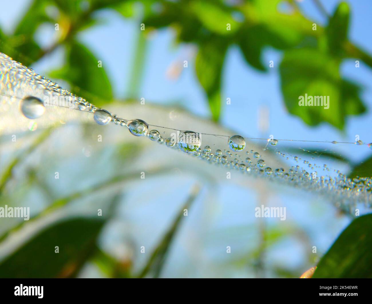 Water drop or dew drop in the morning, drop on the spiderweb Stock ...
