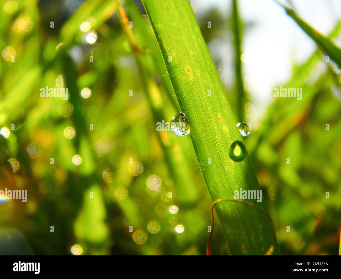 Morning Dew drop on the green grass, looks so fresh Stock Photo - Alamy