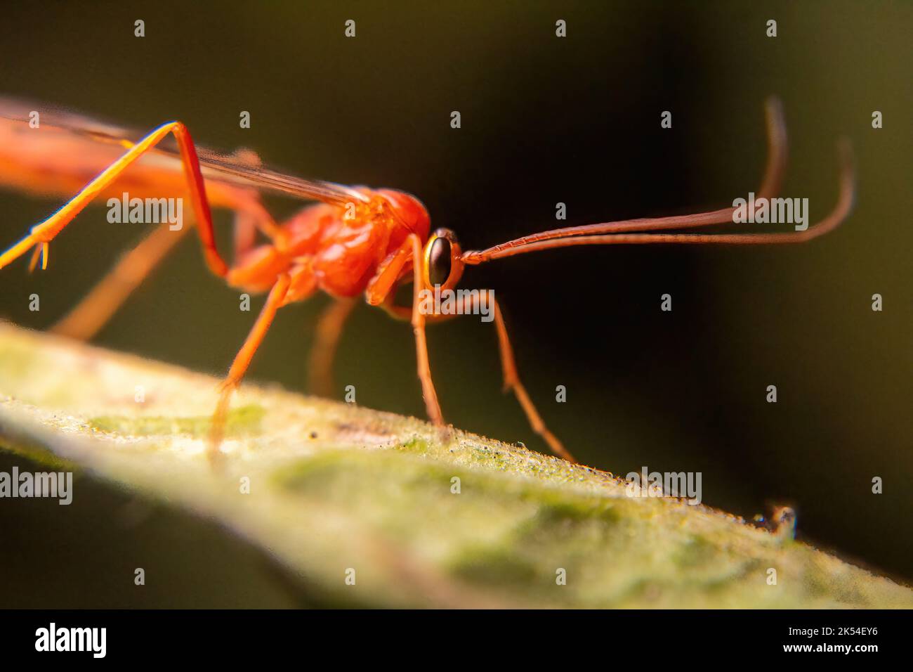 Bee like insect hi-res stock photography and images - Alamy