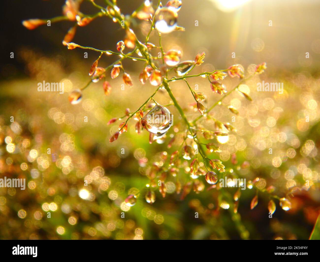 Morning dew drop on the wild grass, shining by the sunlight Stock Photo ...