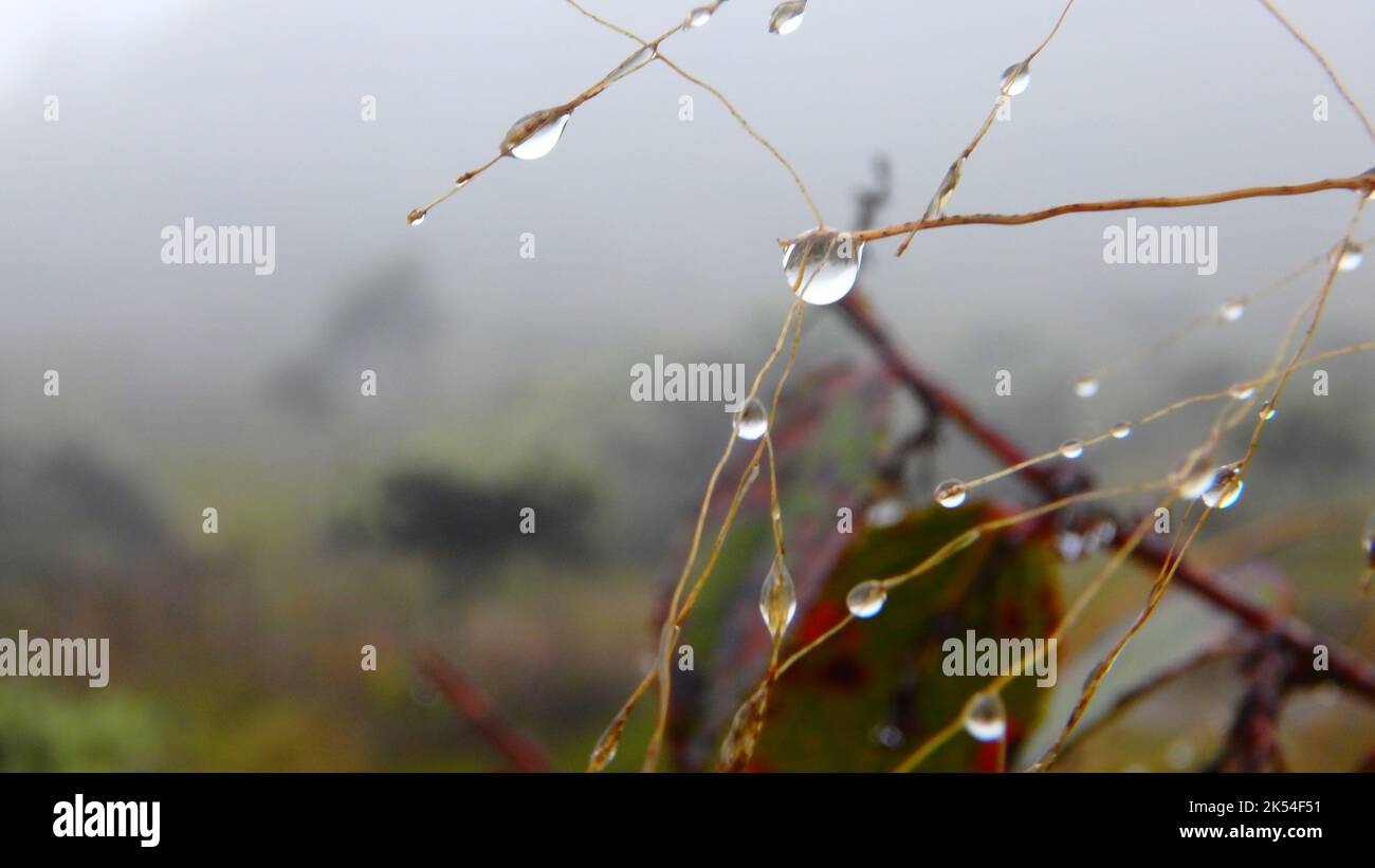 Cold dew in the mountain, in thunderstorm Stock Photo - Alamy