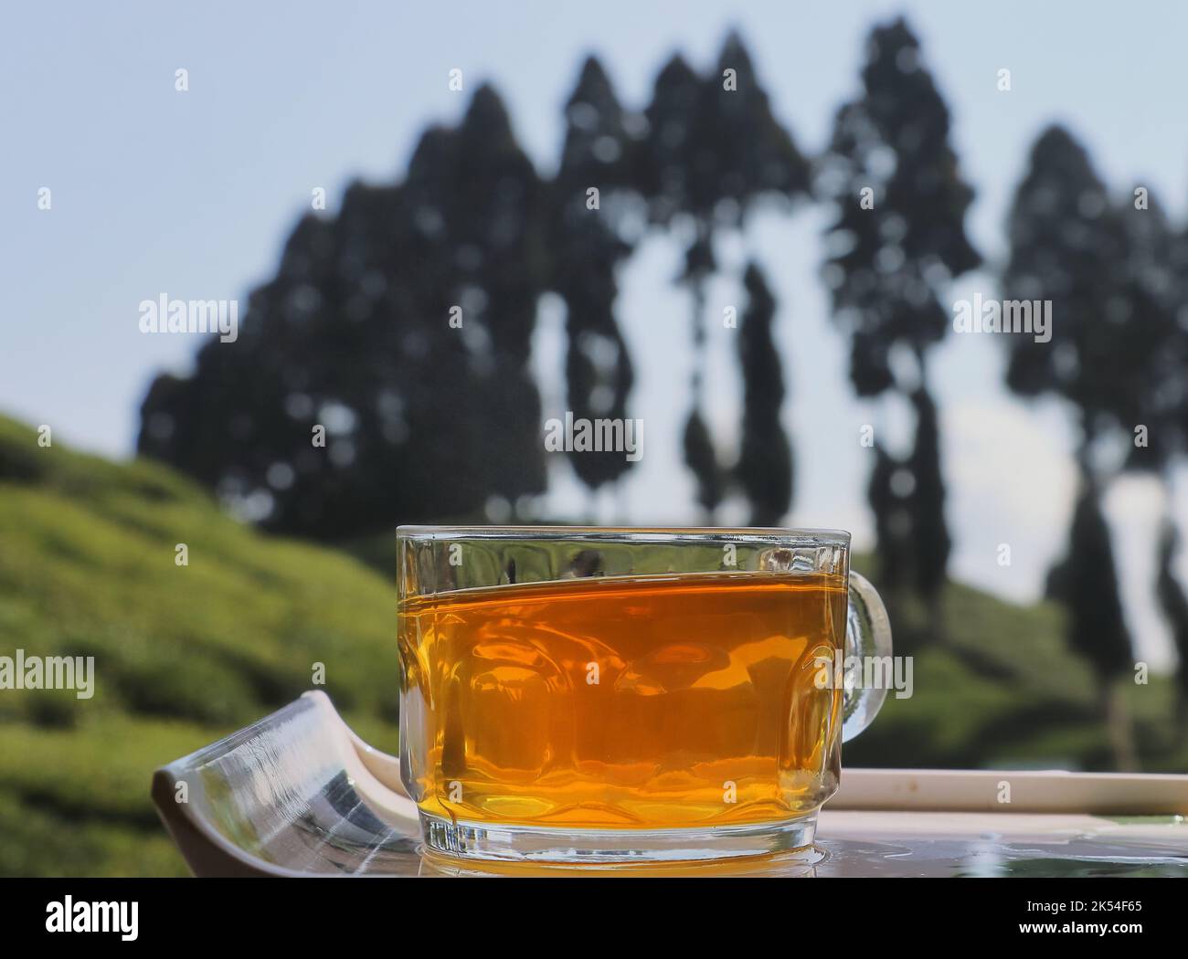 a cup of famous darjeeling tea, pine trees and tea garden in the ...