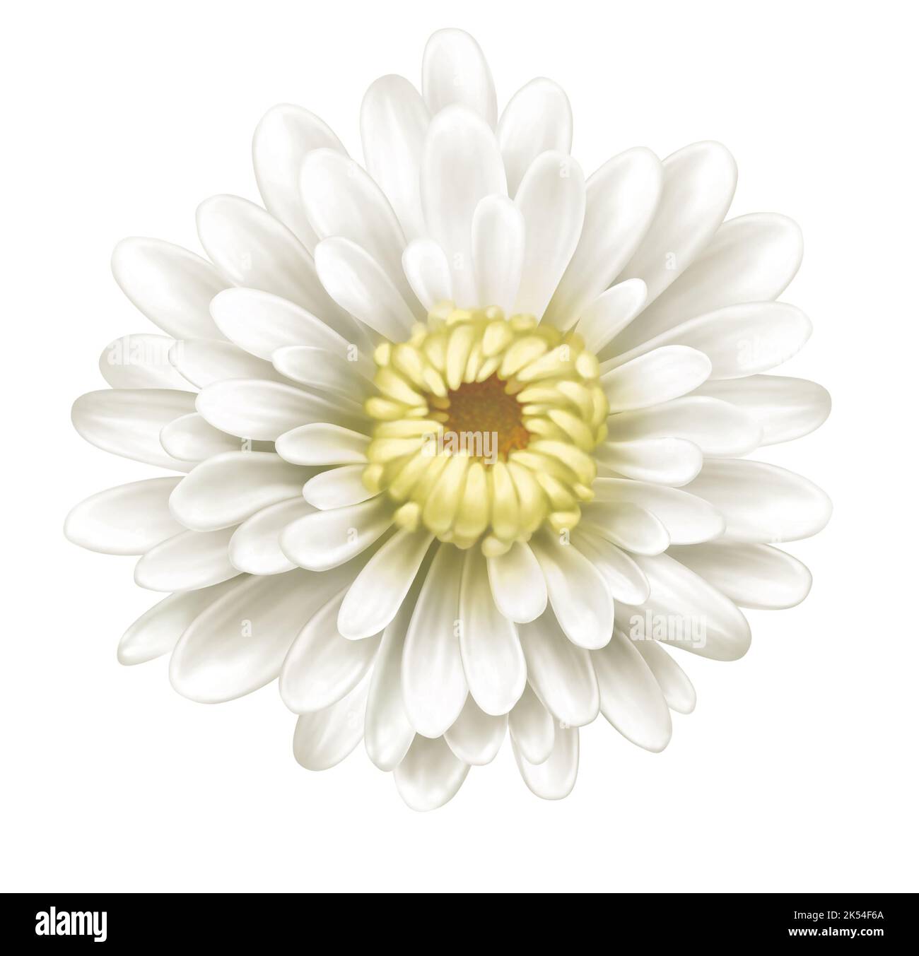 White Chrysanthemums flower, mums, illustration, isolated on white ...