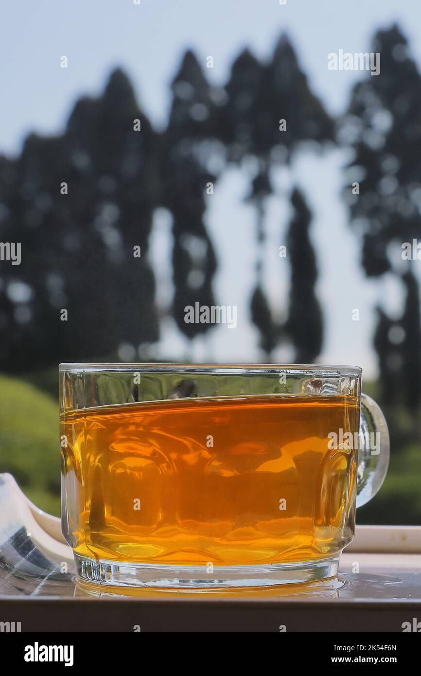 a cup of famous darjeeling tea, pine trees and tea garden in the ...