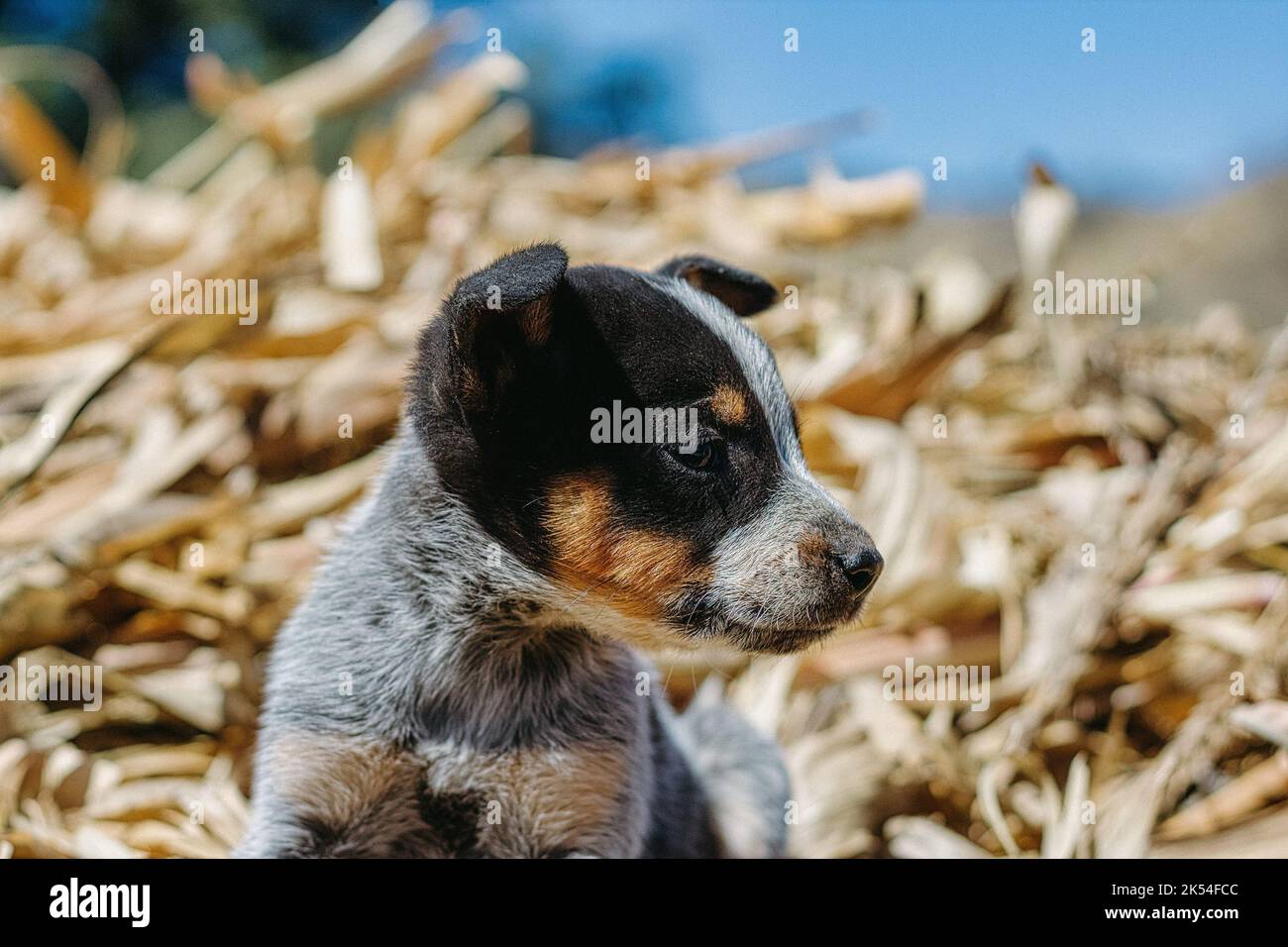 A A Australian Cattle Dog (Blue Heeler) puppy full length portrait with ...