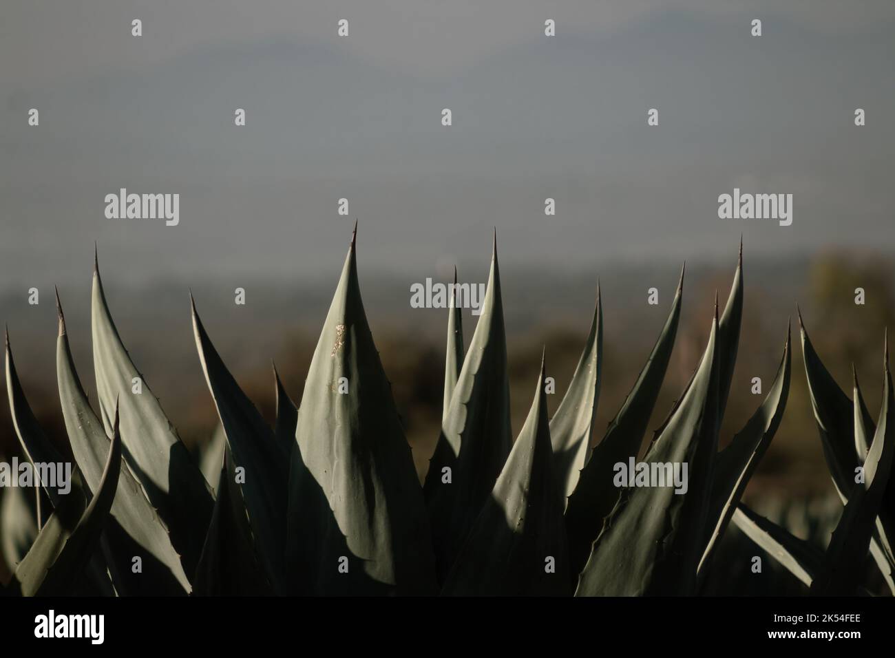 Agaves field hi-res stock photography and images - Alamy