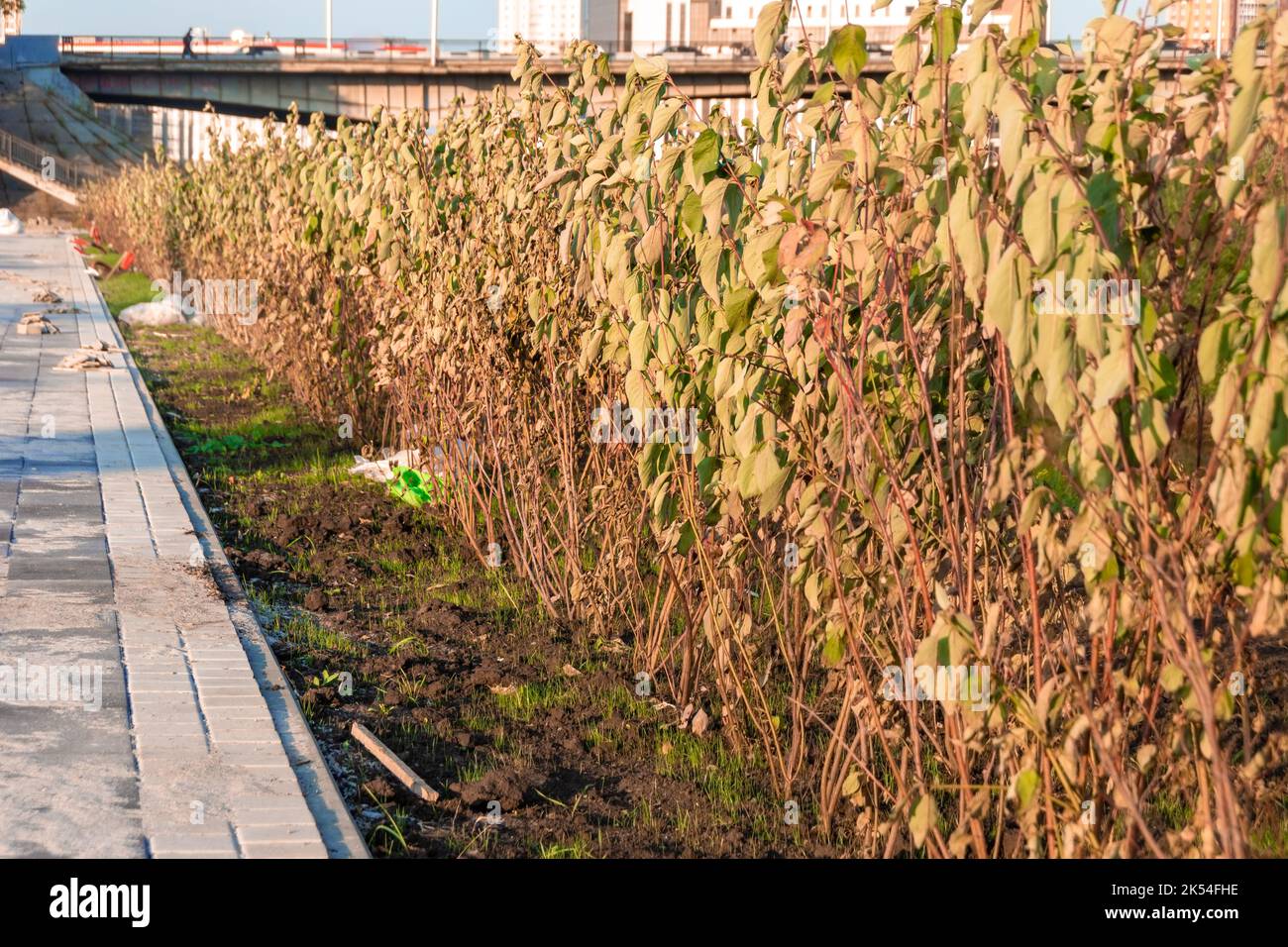 drying plants planted during the reconstruction and improvement of the ...