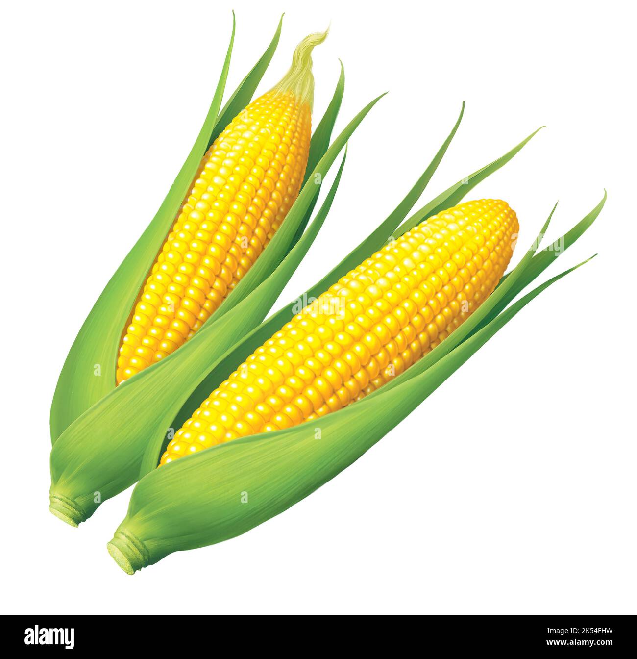corn illustration on white Stock Photo - Alamy