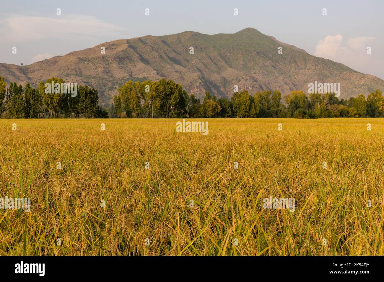 Pakistani crop hi-res stock photography and images - Alamy