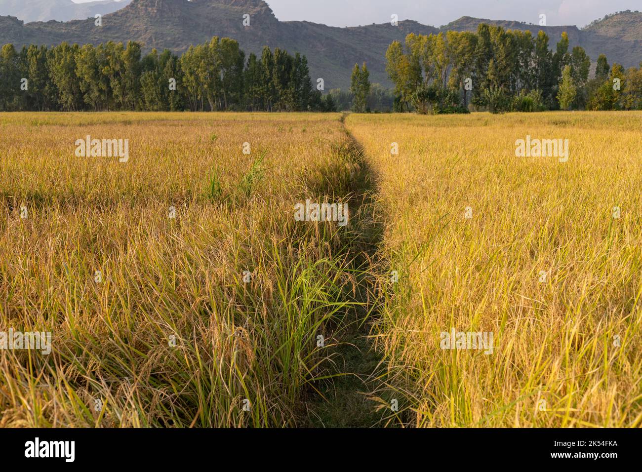 Two different varieties of rice produce side by side in the field Stock ...