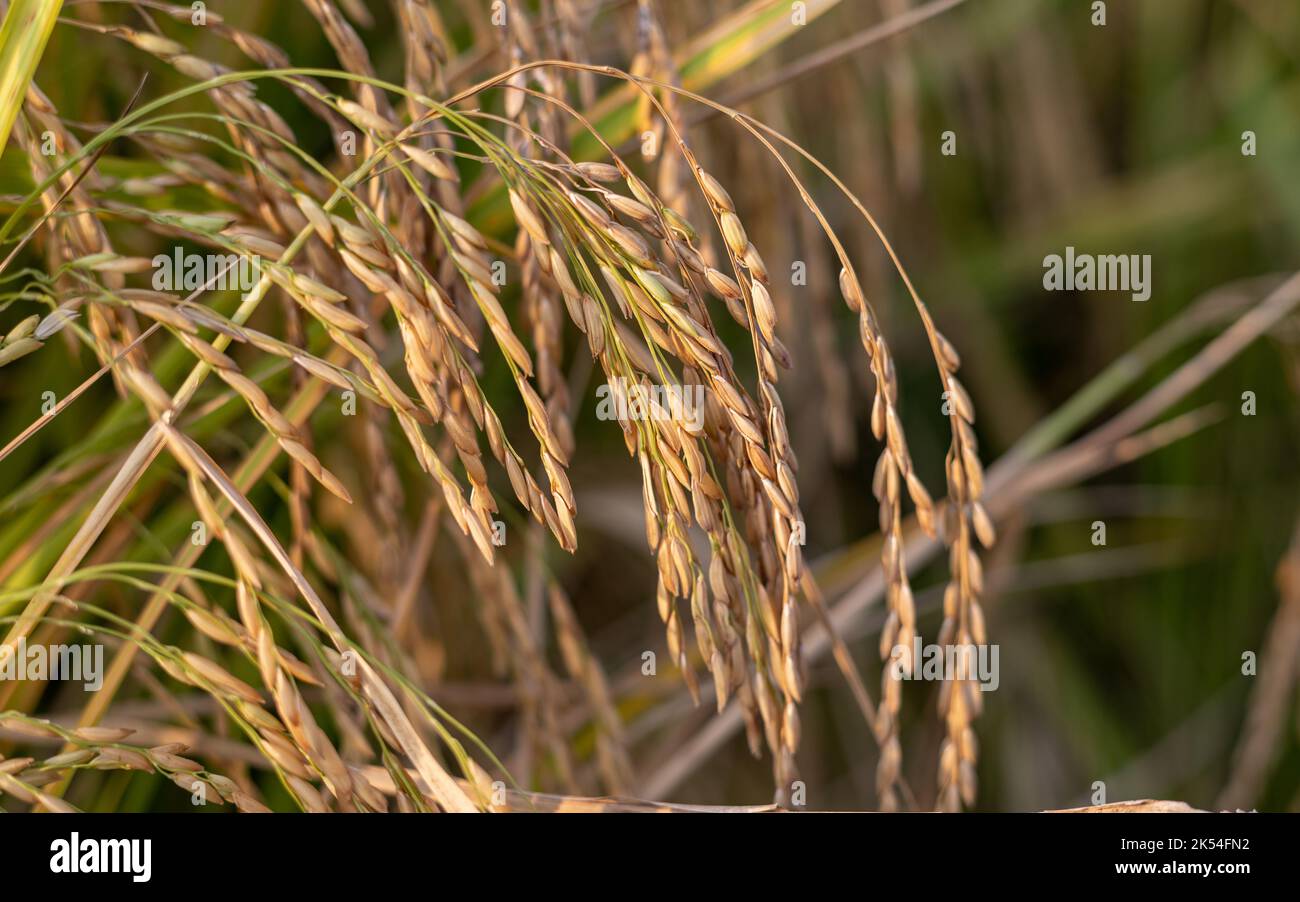 Closeup view of rice crop in the field Stock Photo - Alamy
