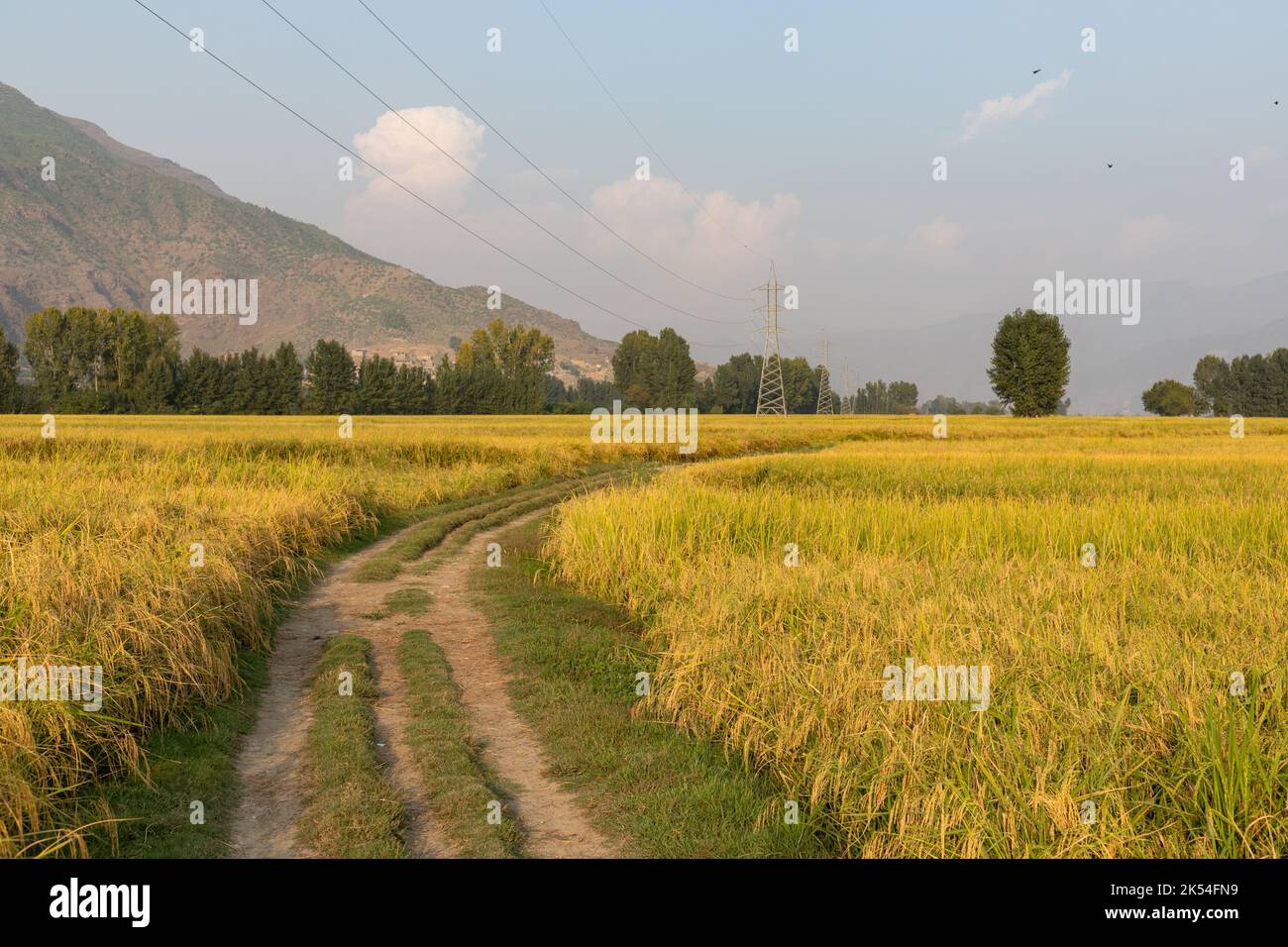 Paddy field and a road hi-res stock photography and images - Alamy