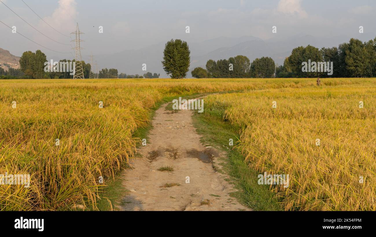 A path passing in the rice fields in a village side of Pakistan Stock ...