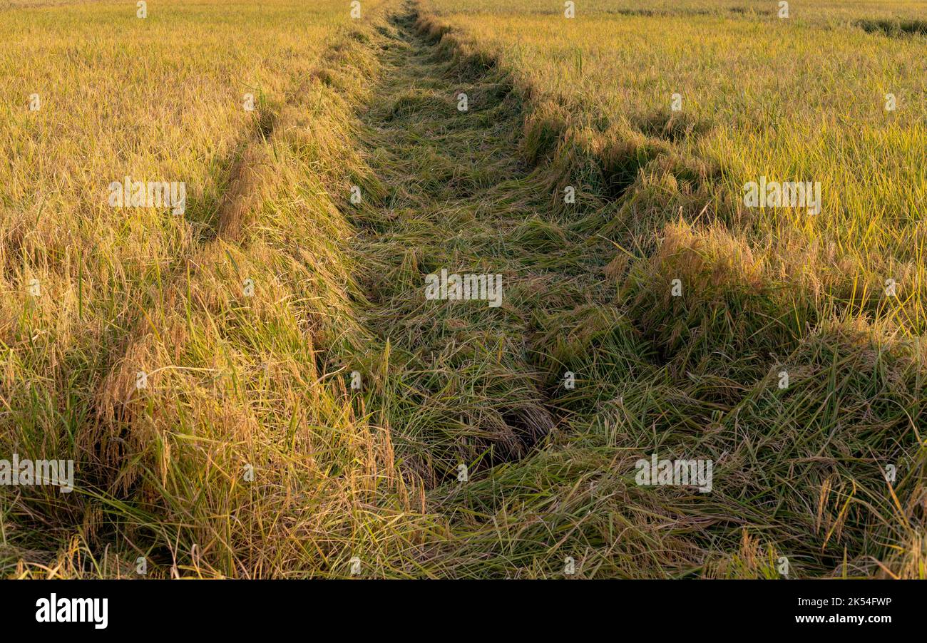 Rice crop damage by wind and rain Stock Photo - Alamy