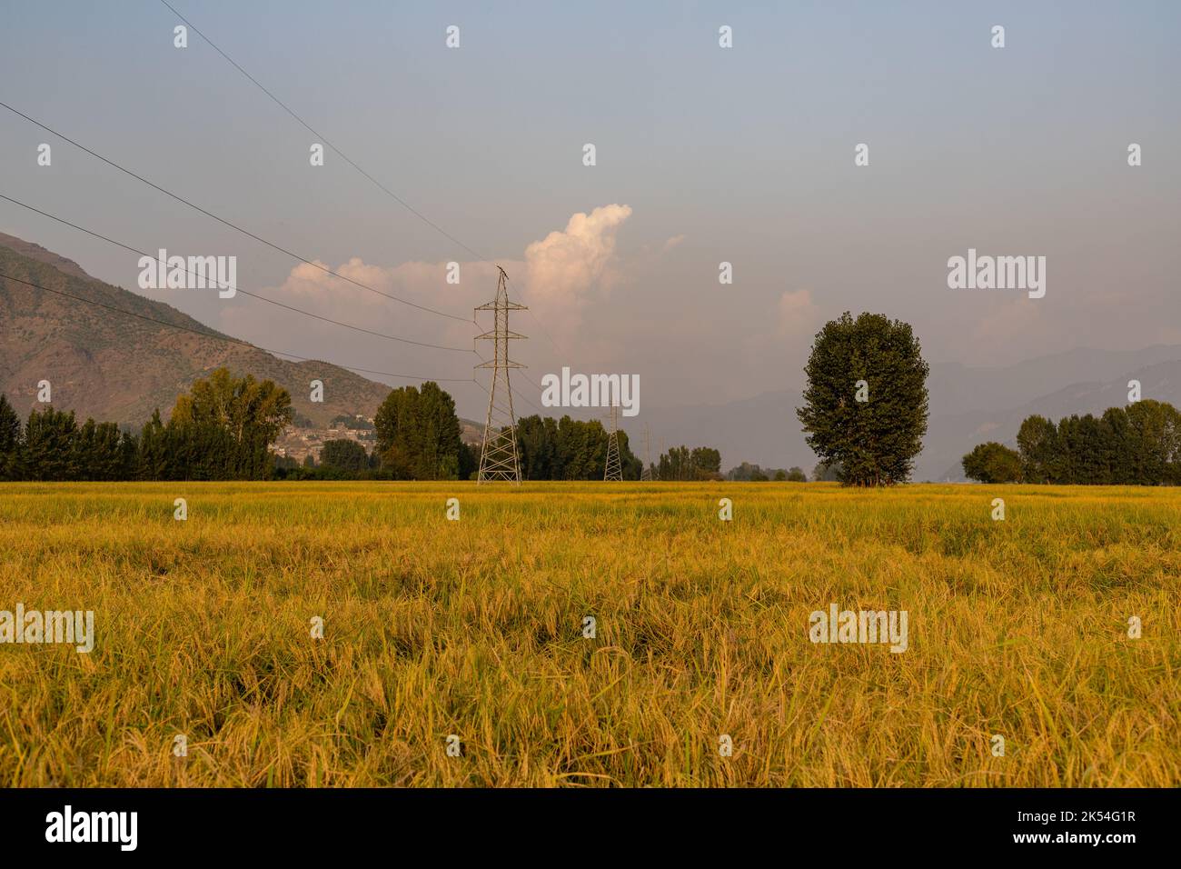 Rice crop beautiful scenery view in a countryside of Pakistan Stock ...