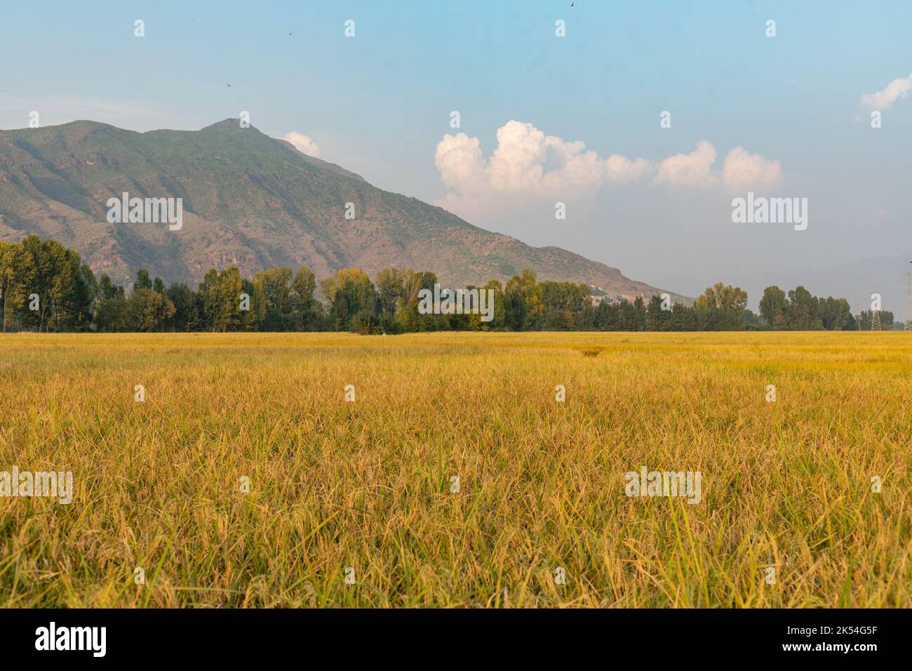 Beautiful view of golden ripen rice crop view in the fields Stock Photo ...