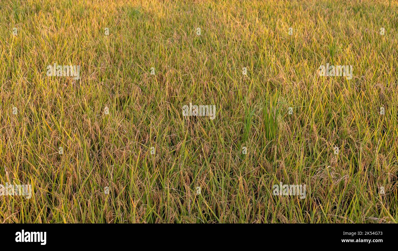 Rice crop ready to harvest in the fields Stock Photo - Alamy