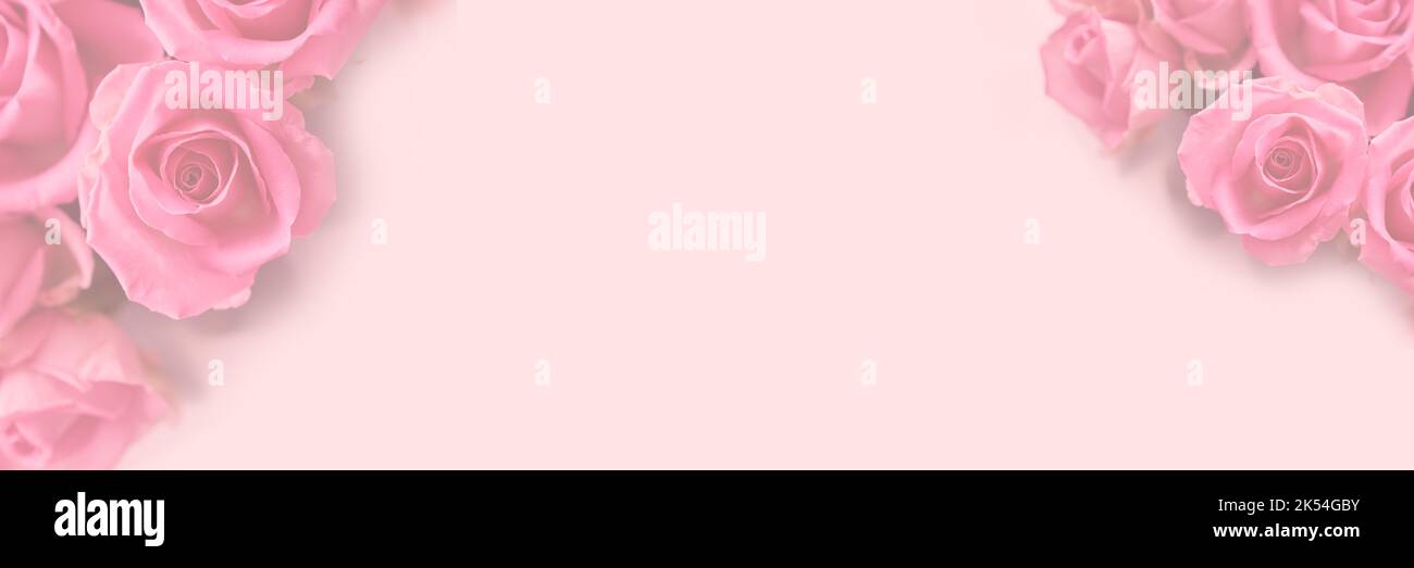 Border floral banner, with a space to copy. Light pink roses on a light ...