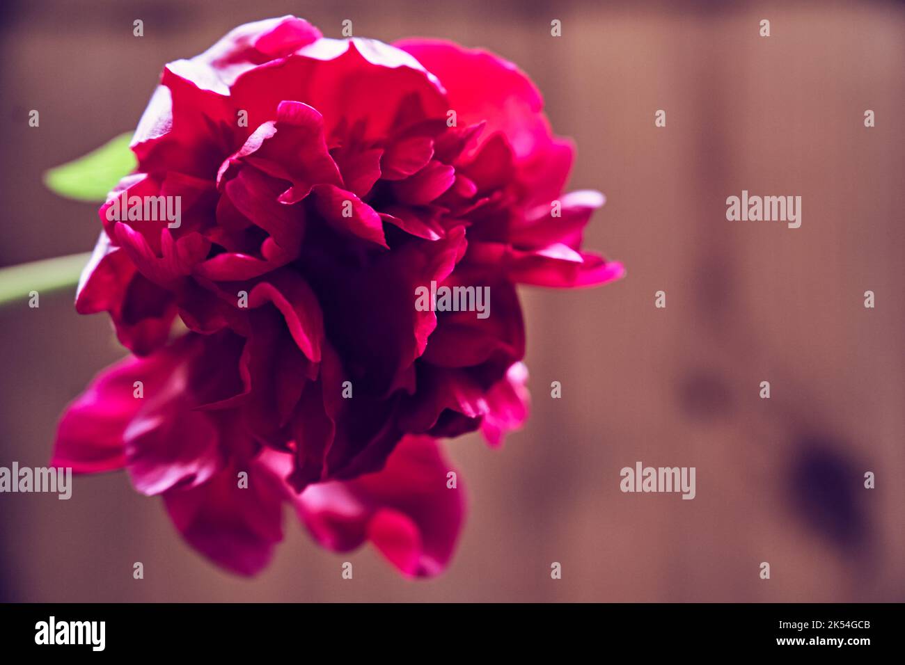 Burgundy peony close-up, one dark red peony flower on a wooden ...