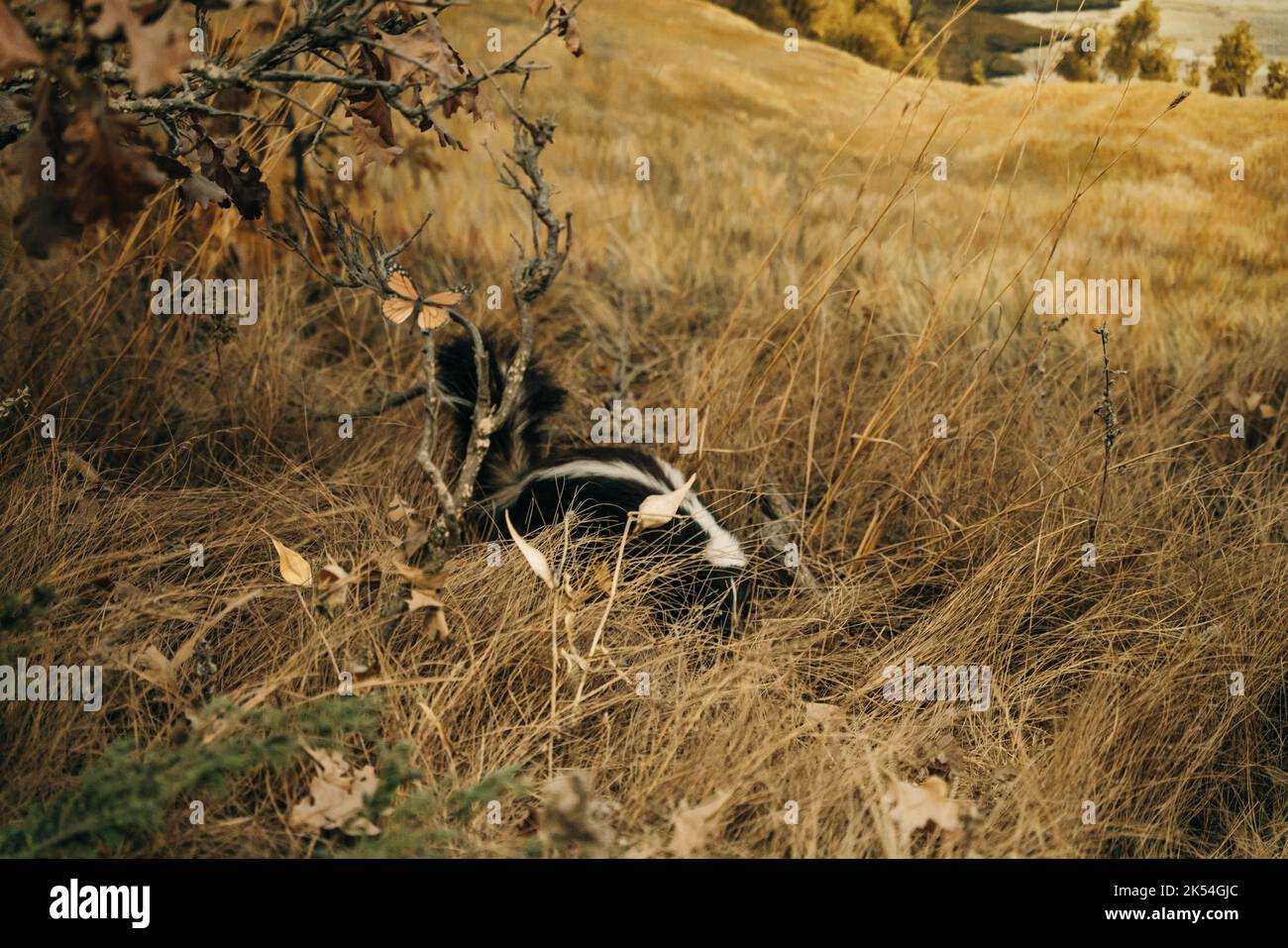 skunk in tall dry grass Stock Photo - Alamy