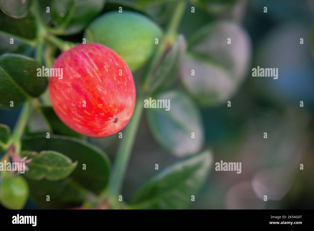 Carissa macrocarpa fruit hi-res stock photography and images - Alamy