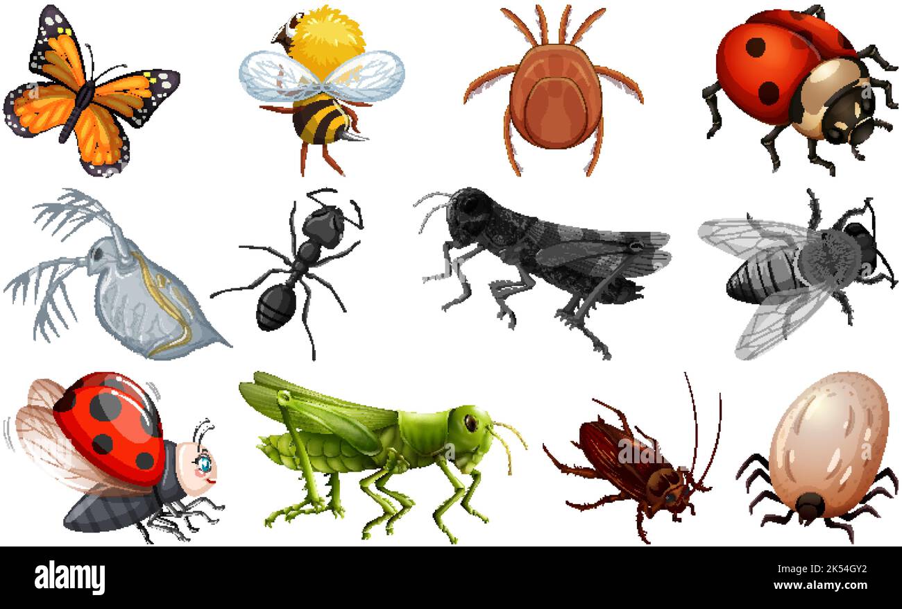 Different kinds of insects collection illustration Stock Vector Image ...