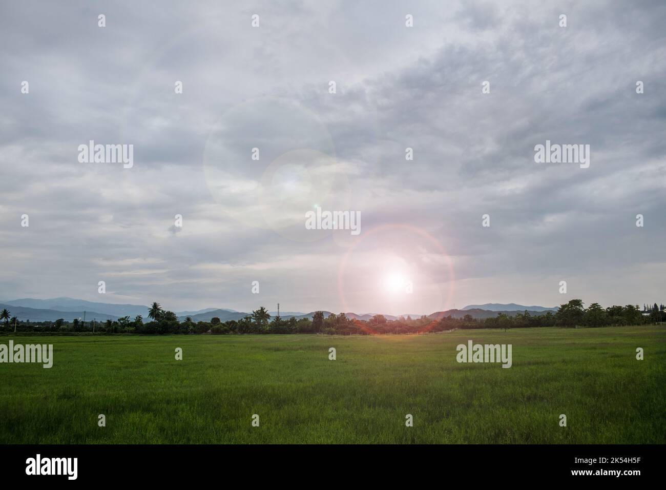 Green Field Evening At sunset. beautiful field Stock Photo - Alamy