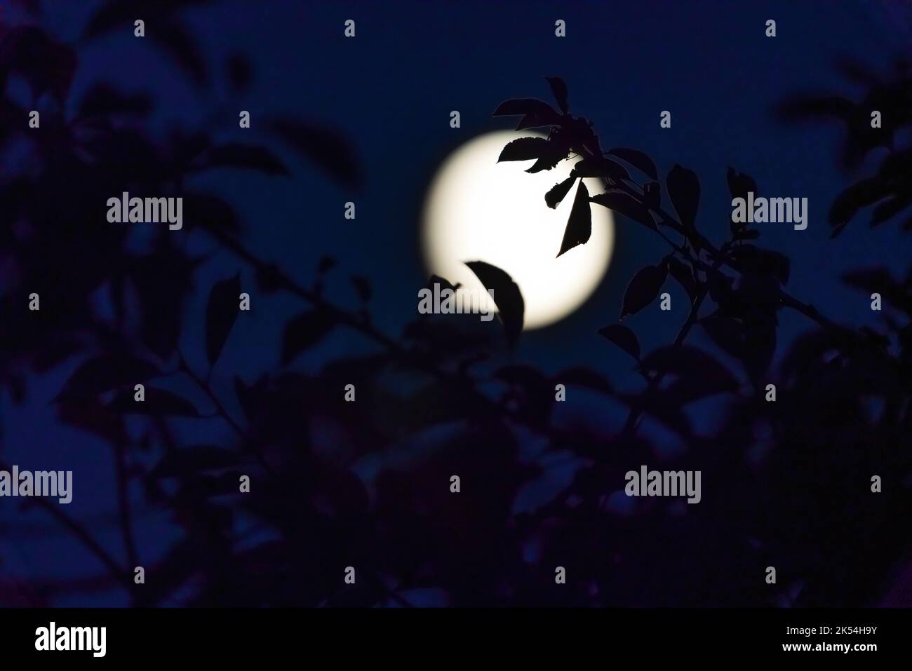 Tree branches against the backdrop of the full moon Stock Photo - Alamy