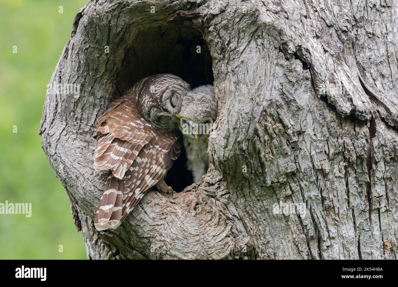 Grooming and Bonding Stock Photo - Alamy