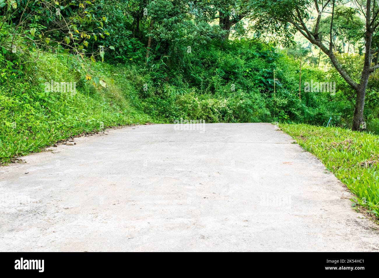 asphalt road through the green field and beautiful forest. Grass and ...